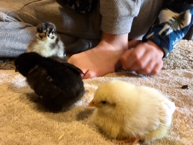 Backyard Chickens Raising Peeps - Colorado Mountain Mom
