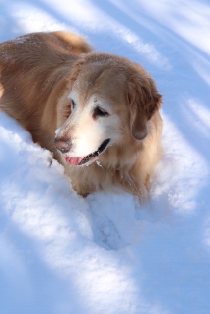Snowshoeing With Kids Golden Retriever - Colorado Mountain Mom