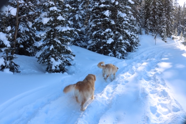 Snowshoeing With Kids golden retriever leads the way - Colorado ...