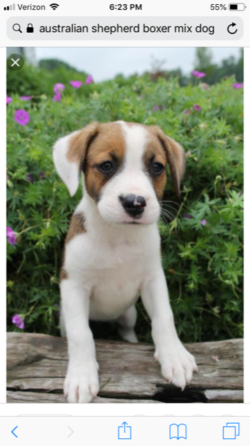Australian Boxherd puppy - Colorado Mountain Mom